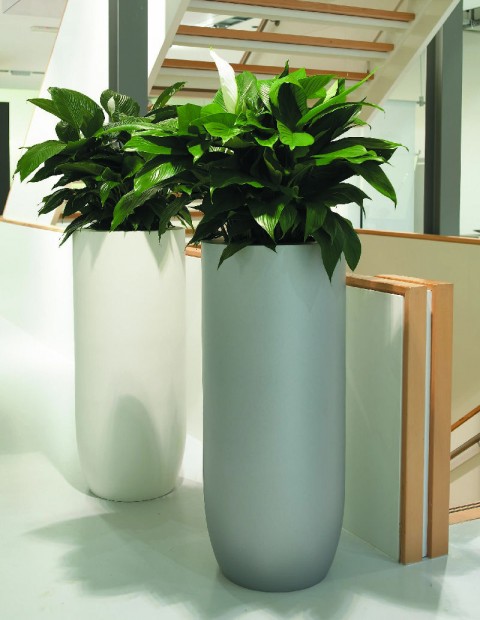 GKR - Pflanze Spatiphyllum im Gefäß Top weiss und weissalu - LINEA ...